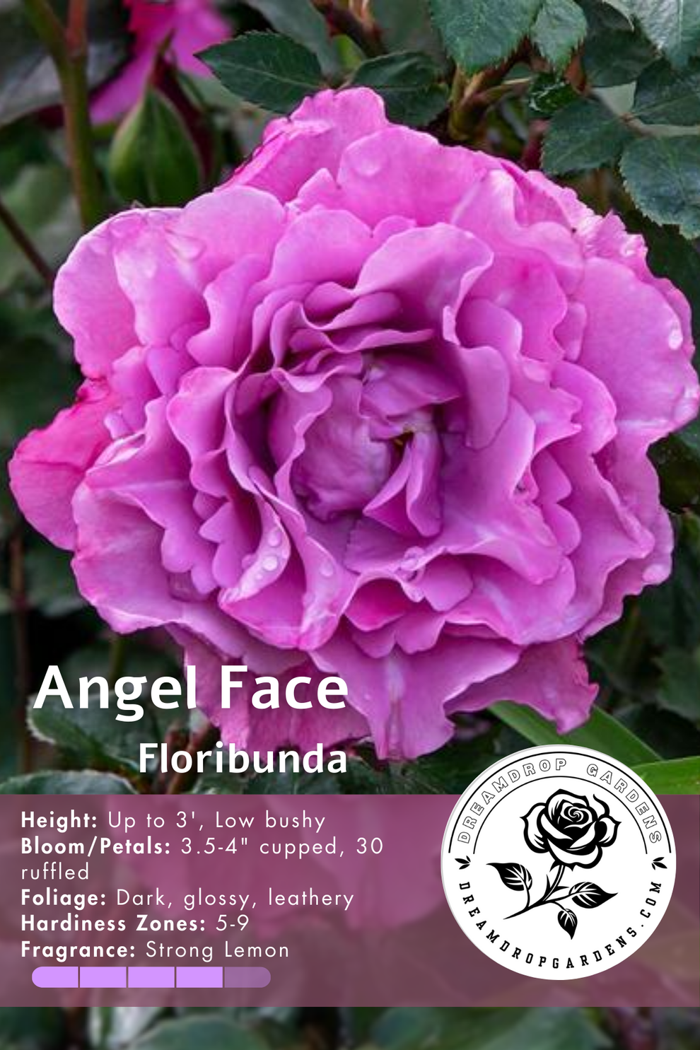 Rose - Floribunda - Angel Face – Realmdrop Shop