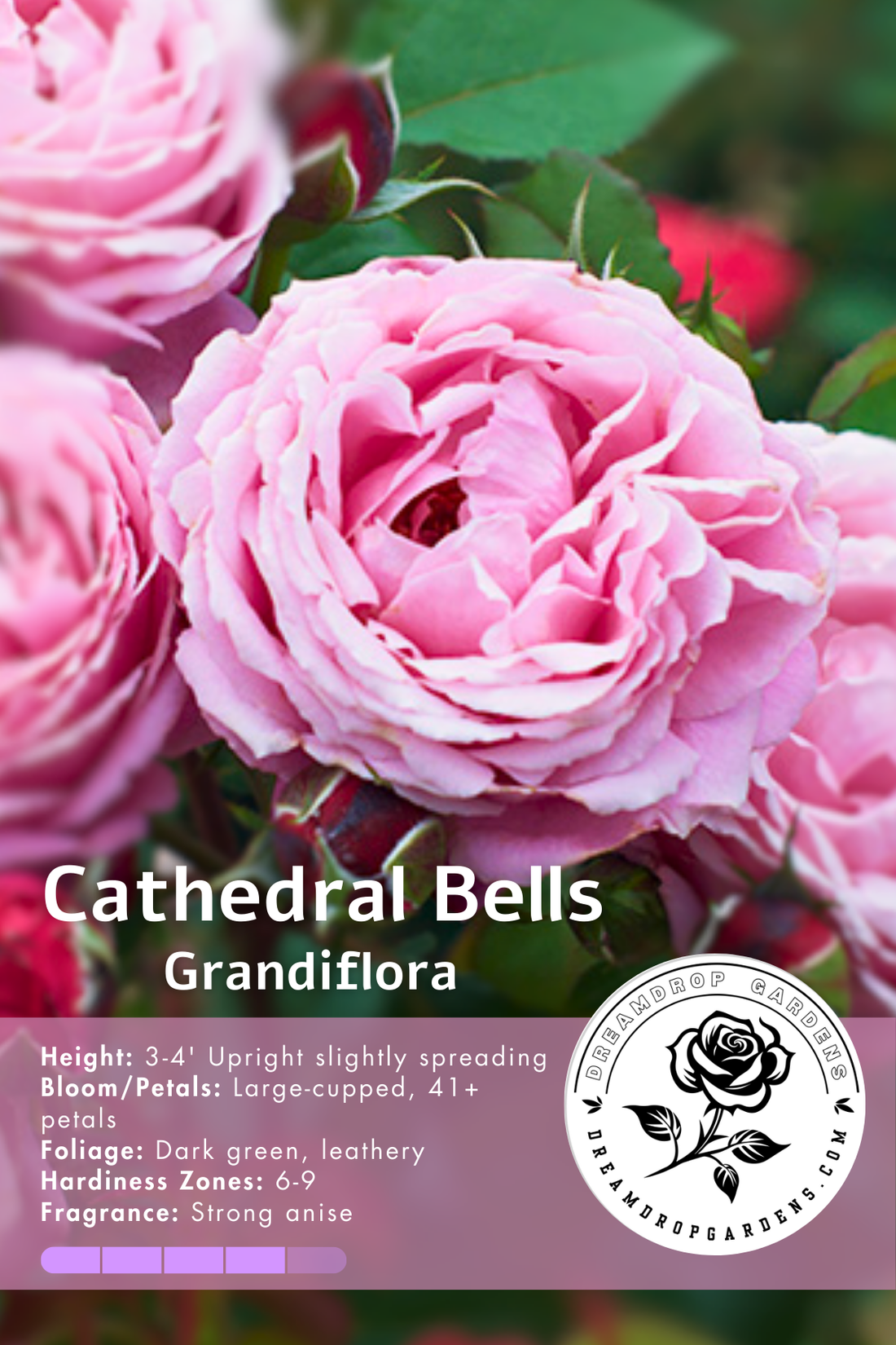 Rose - Cathedral Bells – Realmdrop Shop