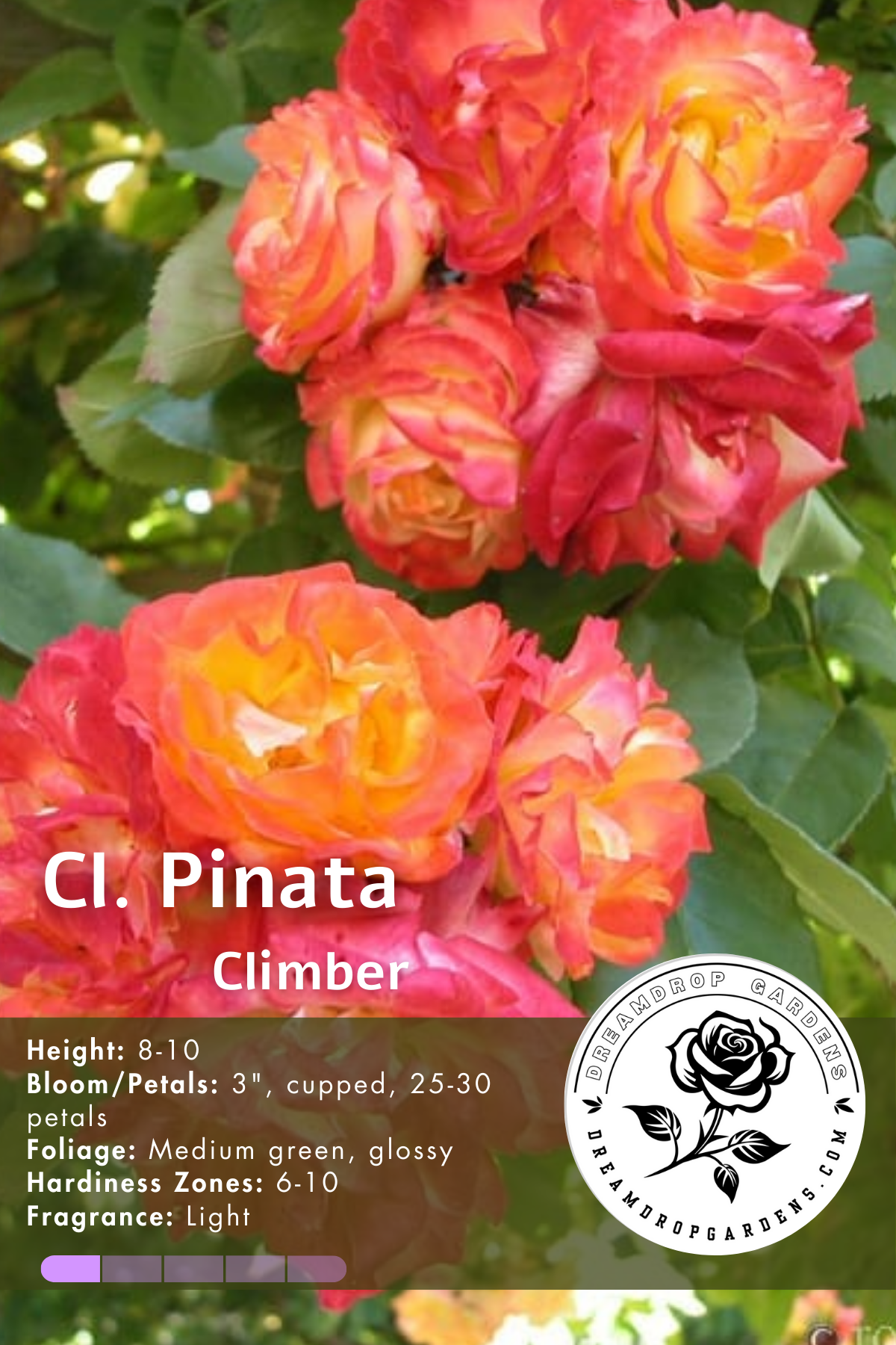 Rose - Climbing - Pinata – Realmdrop Shop