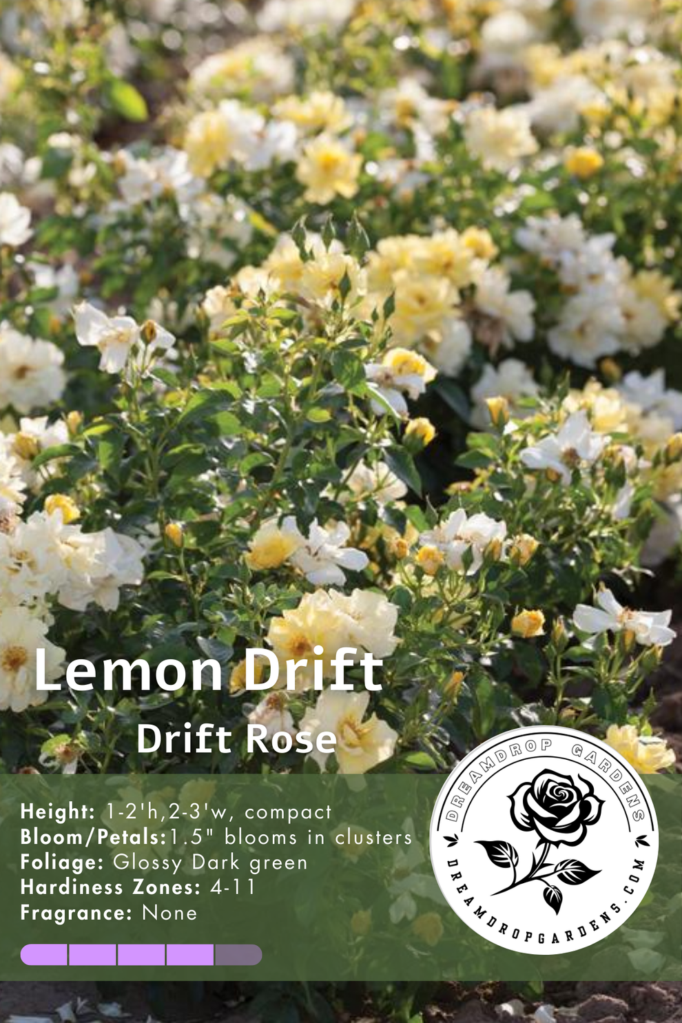Rose - Groundcover - Lemon Drift – Realmdrop Shop