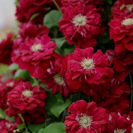 Clematis 'Charmaine' Double Bloom Red – Realmdrop Shop