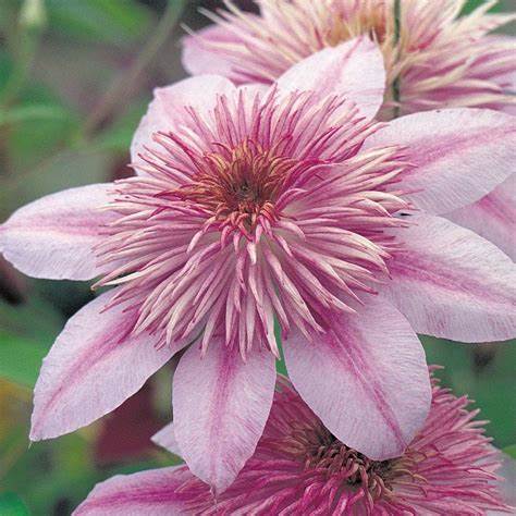 Clematis - Sweet Rapunzel – Realmdrop Shop