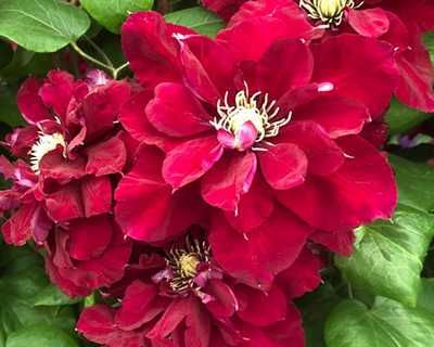 Clematis 'Charmaine' Double Bloom Red – Realmdrop Shop