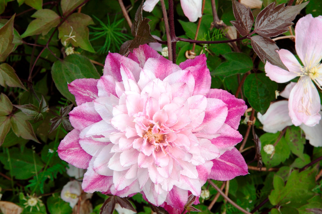 Clematis 'Pafar' AKA Patricia Ann Fretwell - Multi-Bloom Pink ...